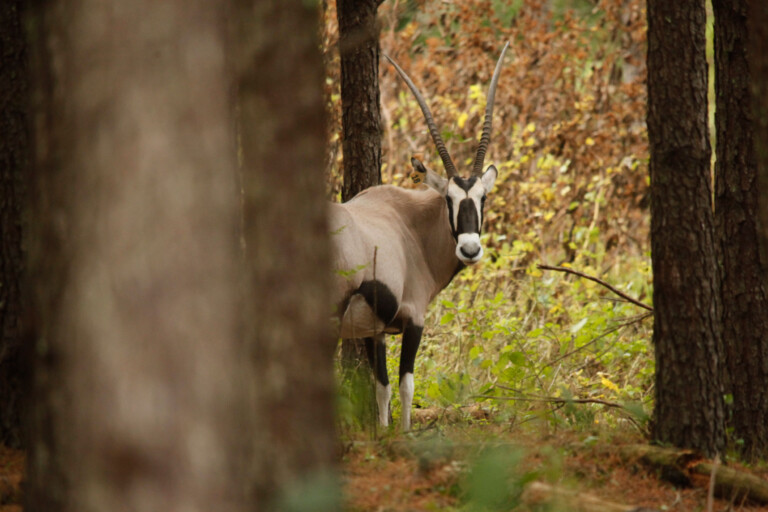 Gallery - Toney's Place