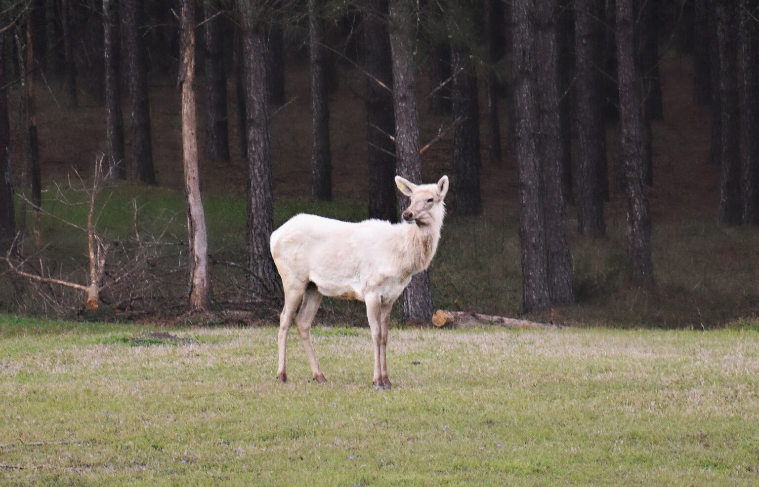 How Rare Are Albino Elk at Lynn Potter blog