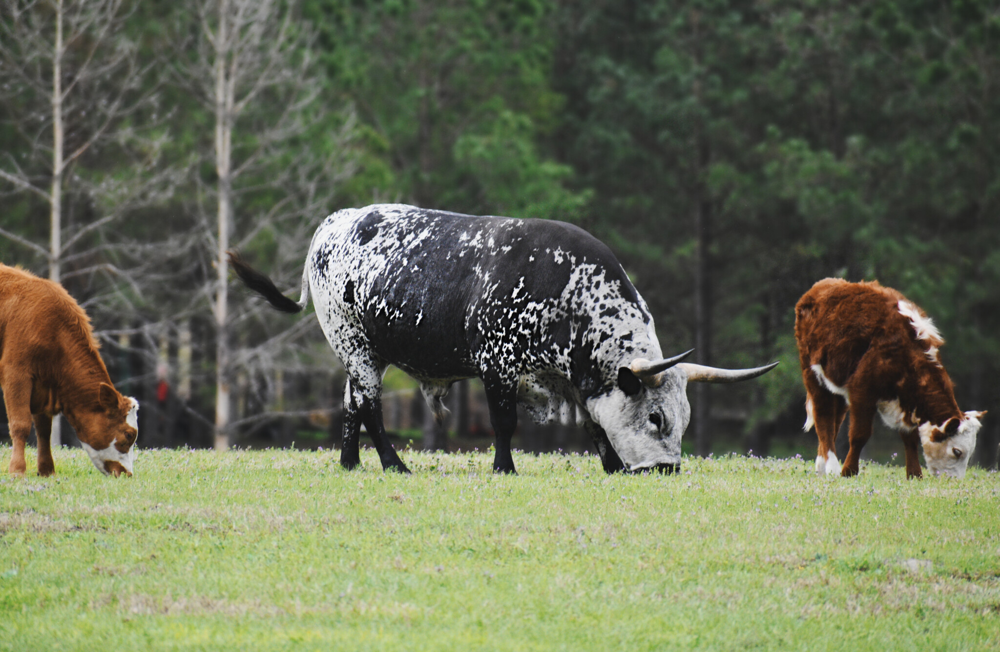 We have Beautiful Bulls - Live Oak Florida - Toney's Place